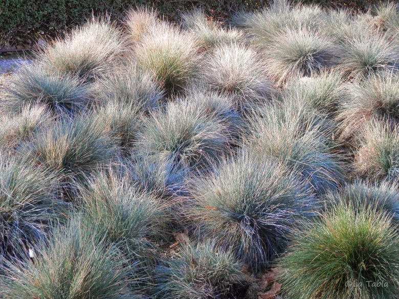 Gramíneas ornamentales. Conociendo y aprendiendo - EL BLOG DE LA TABLA